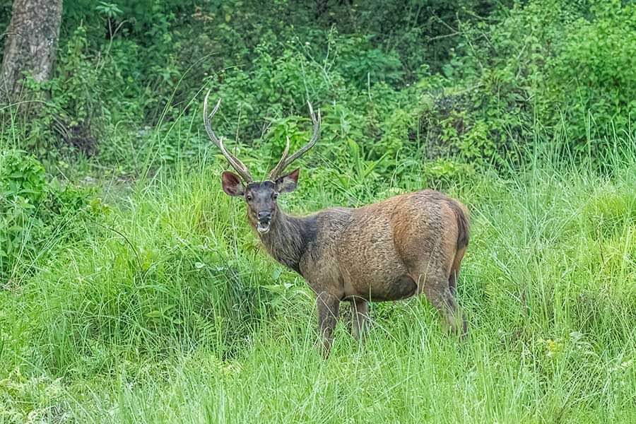 Wilderness Escapes - Hotel Riverside, Sauraha